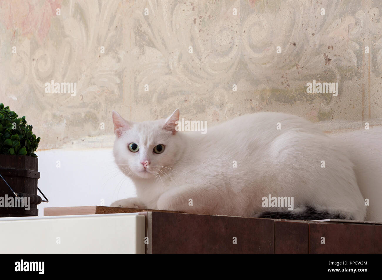 suspicious and scared white cat at home Stock Photo - Alamy