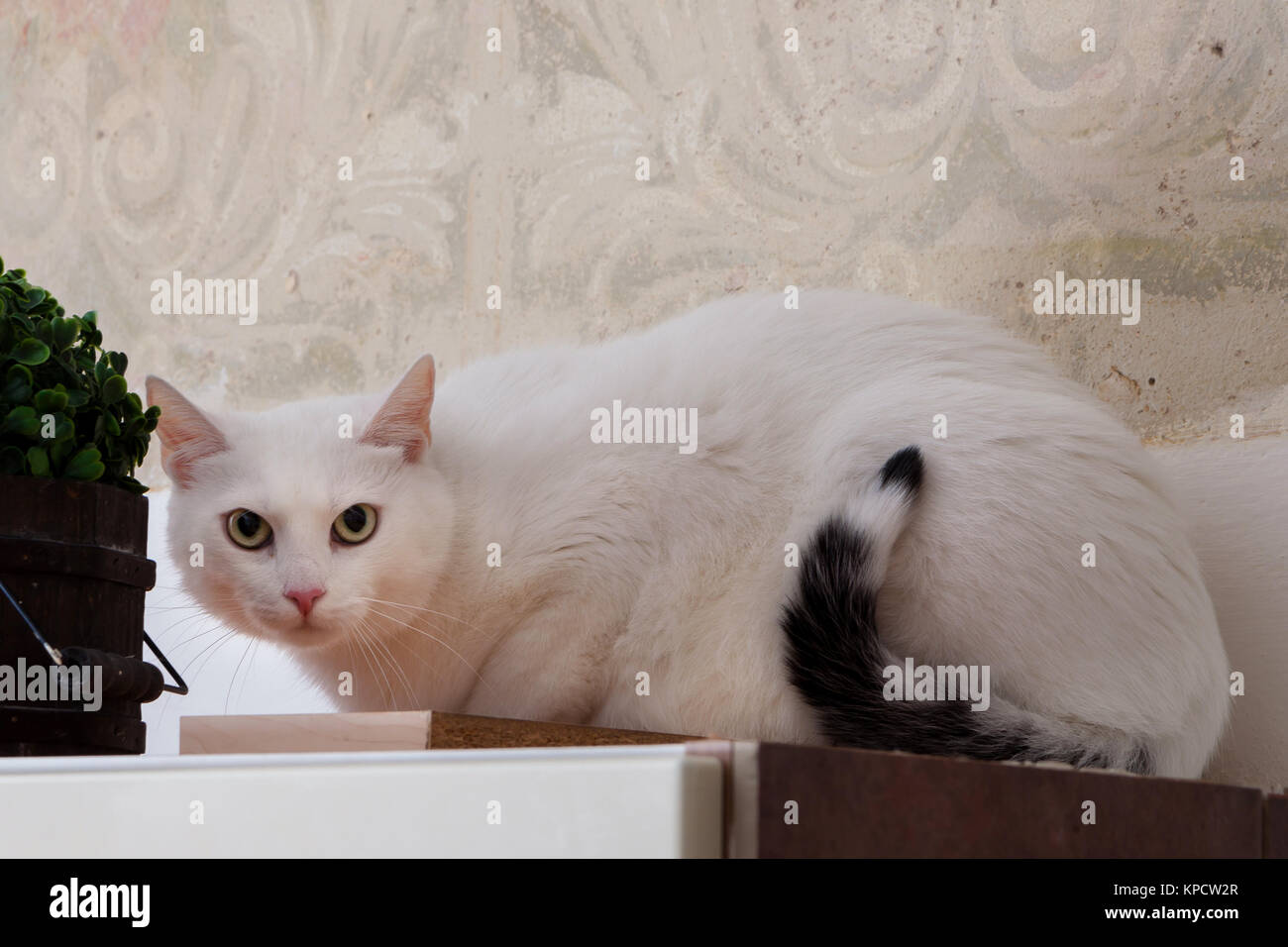 suspicious and scared white cat at home Stock Photo - Alamy