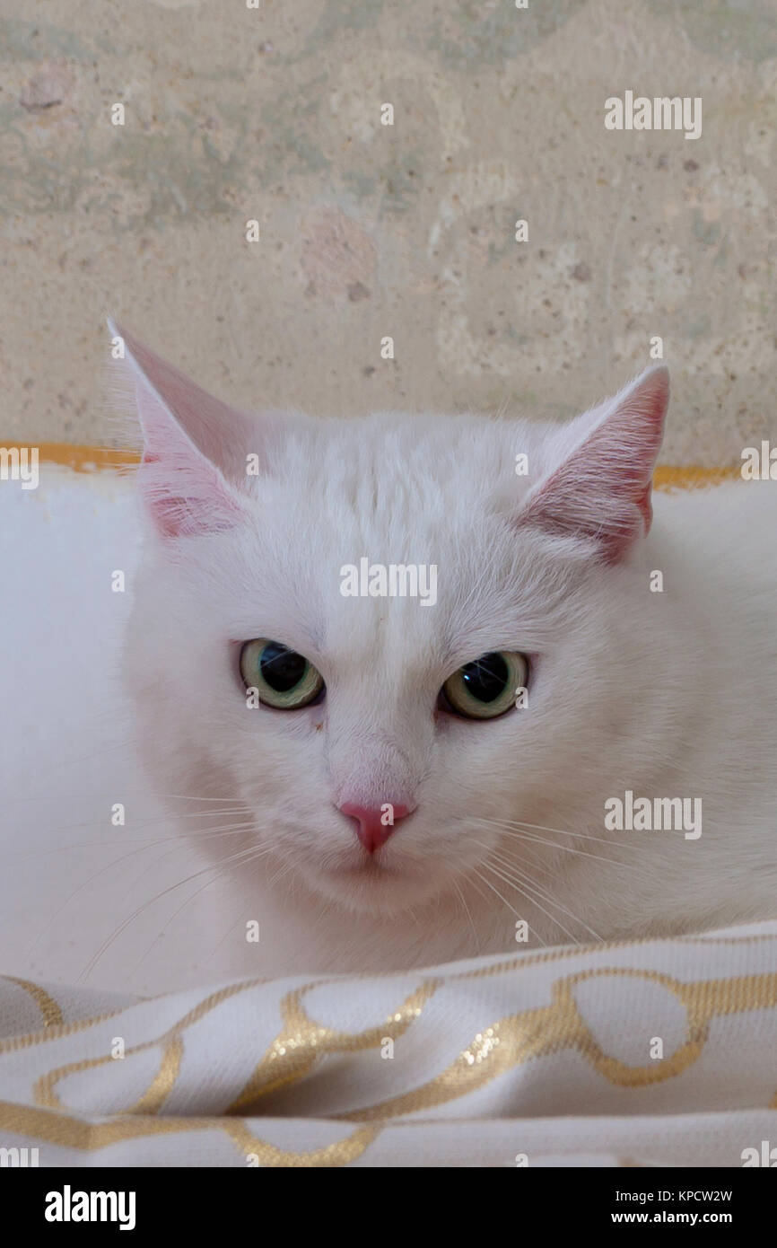 Close up view suspicious frightened hi-res stock photography and images ...