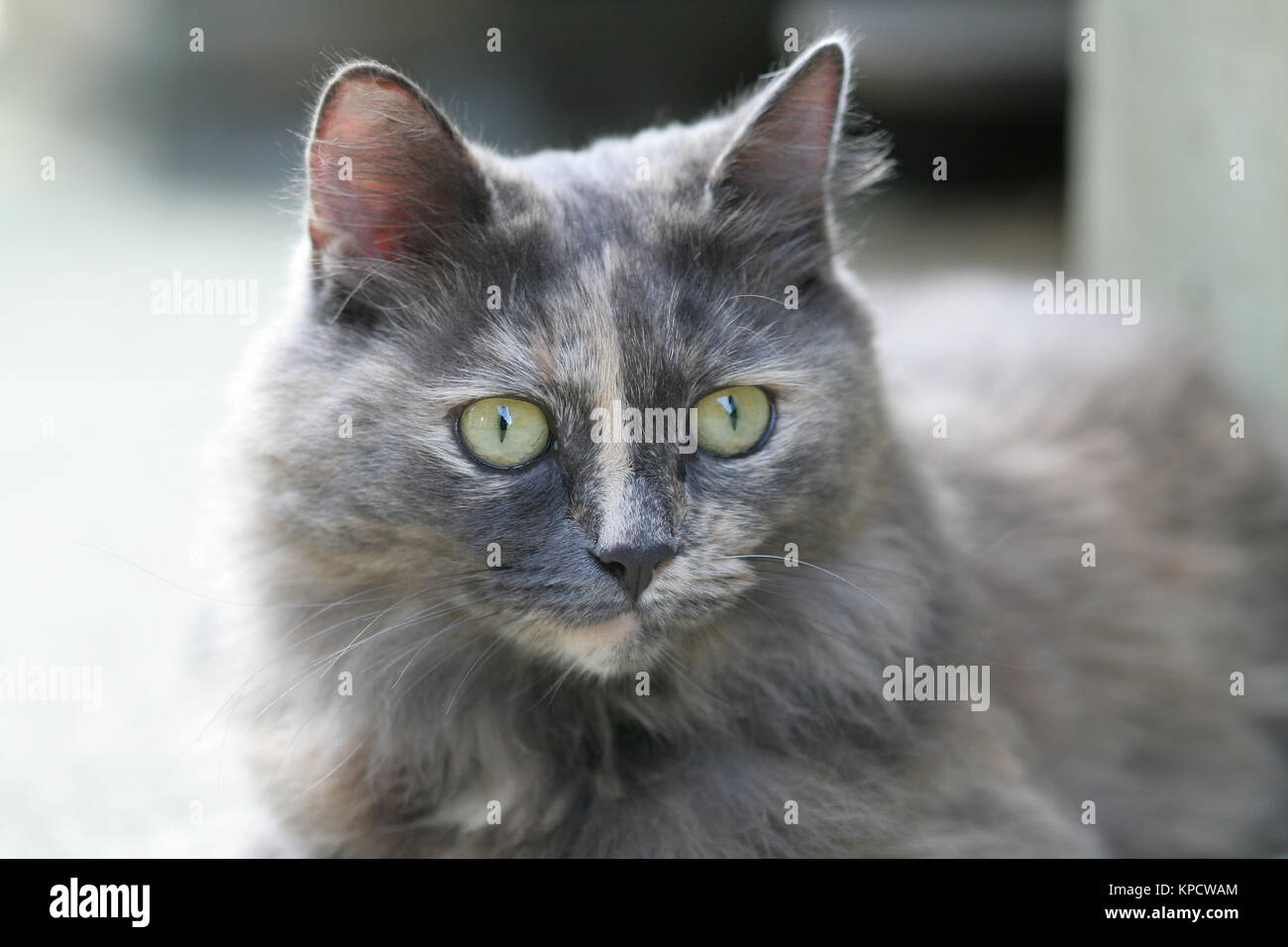 Dappled Cat High Resolution Stock Photography and Images - Alamy