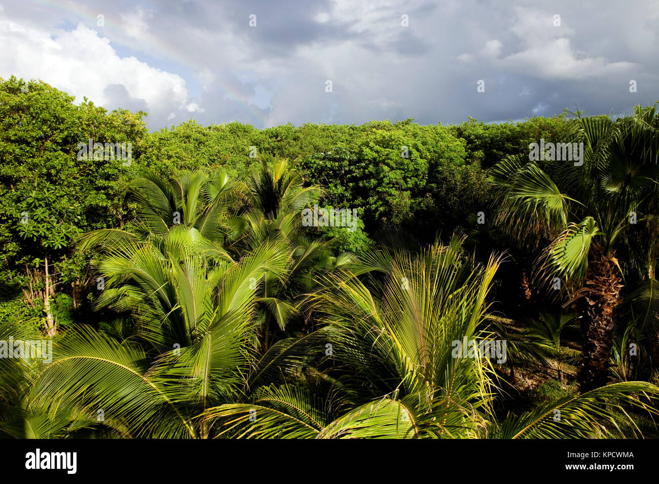 Mexican tree fern hi-res stock photography and images - Alamy