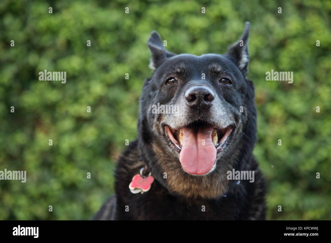 Happy Dog face Stock Photo - Alamy