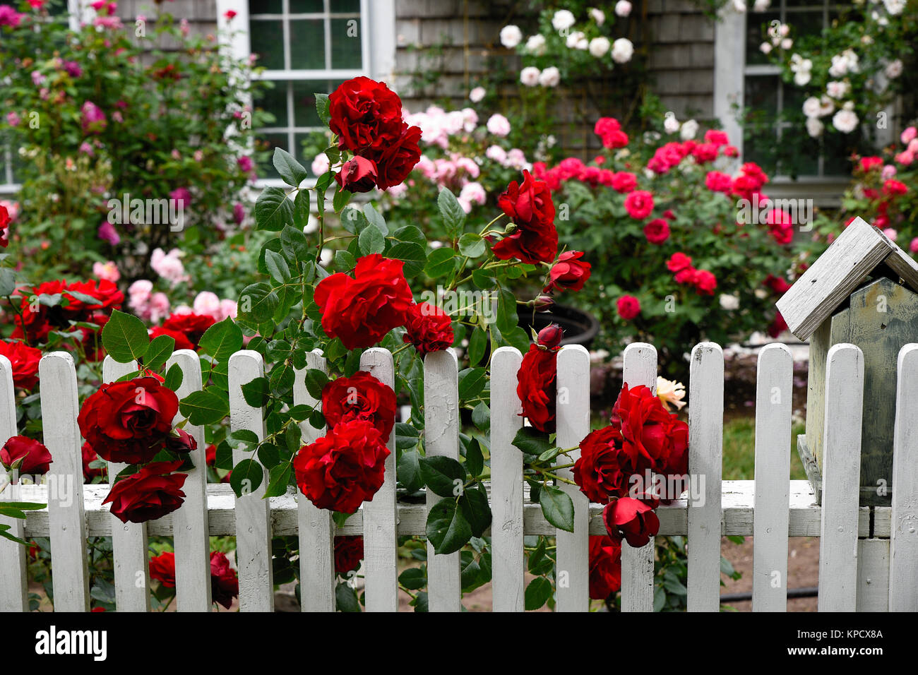 White picket fence red roses hi-res stock photography and images - Alamy