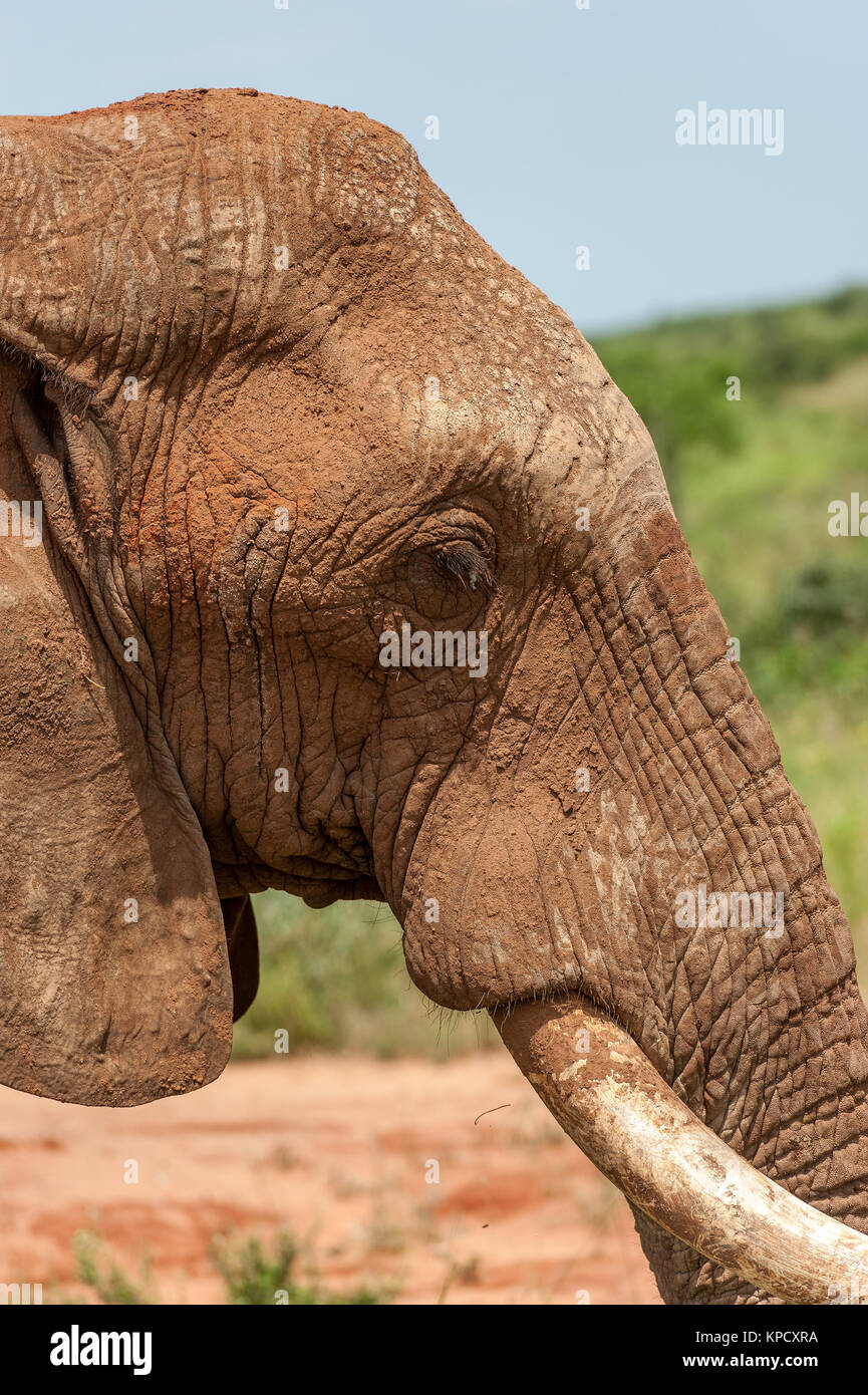 big Elephant in the savannah of Africa Stock Photo - Alamy