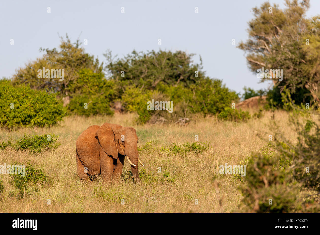 big Elephant in the savannah of Africa Stock Photo - Alamy