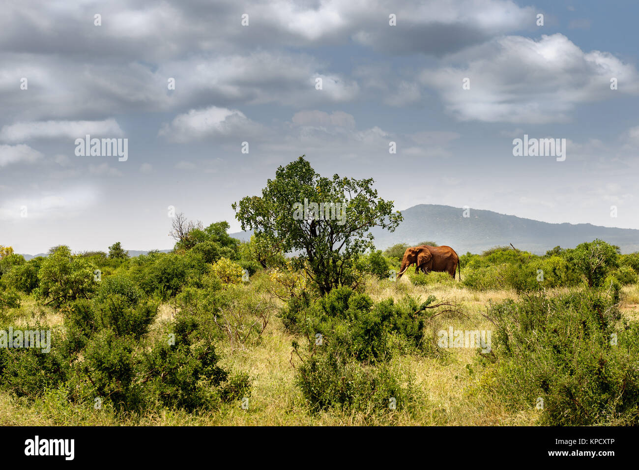 big Elephant in the savannah of Africa Stock Photo - Alamy