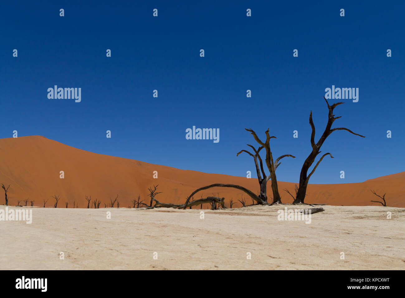Dead trees wasteland lake hi-res stock photography and images - Alamy
