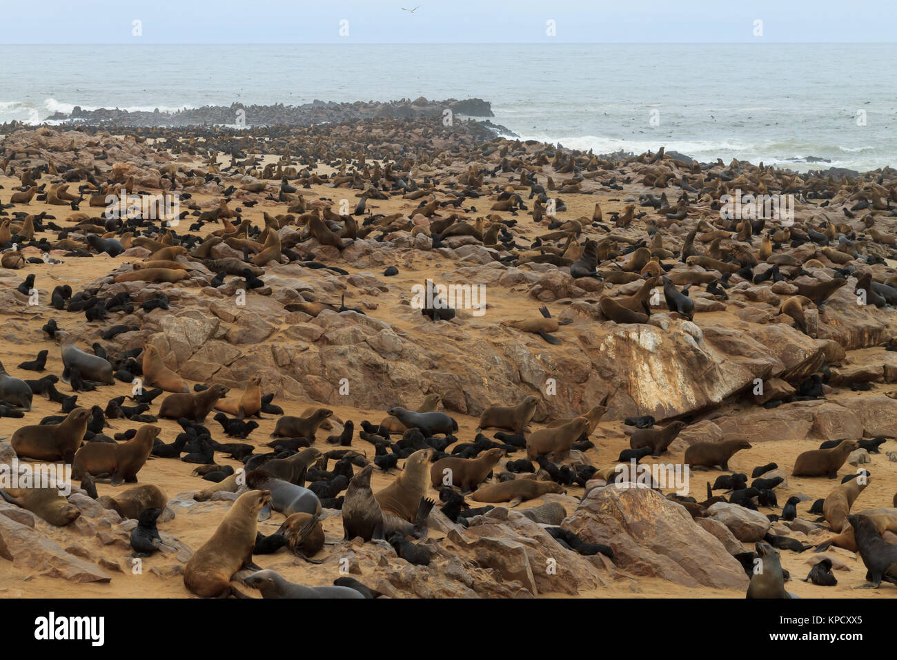 Seal conservancy hi-res stock photography and images - Alamy