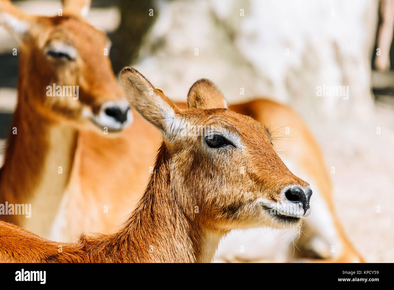 Close Up Portrait Of Wild Antelope Stock Photo - Alamy