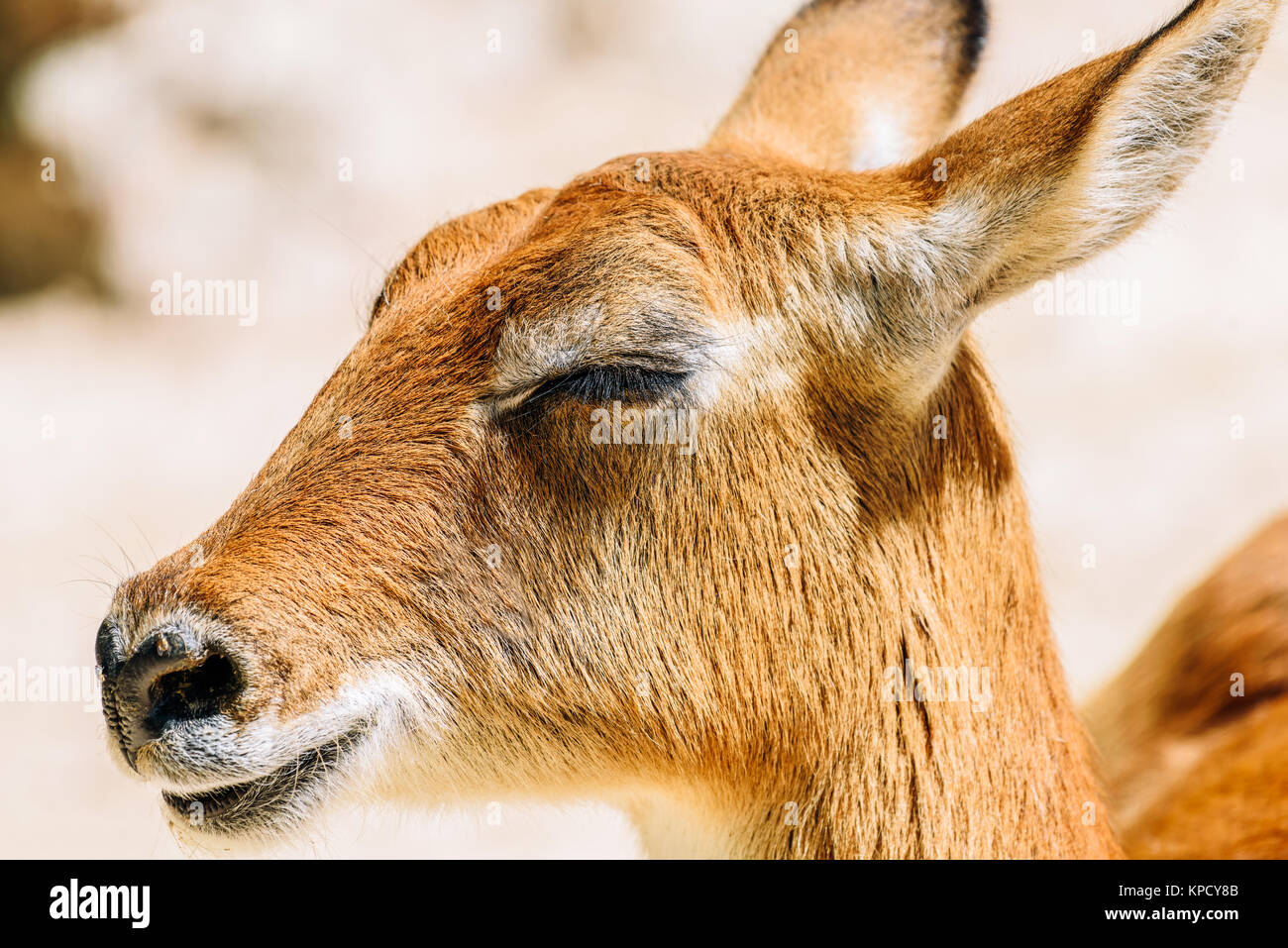 Close Up Portrait Of Wild Antelope Stock Photo - Alamy
