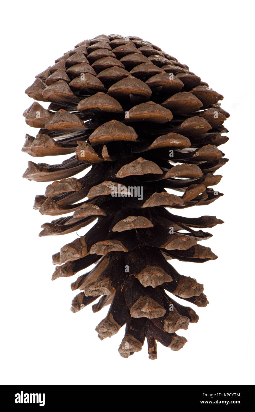 Larch detail Cut Out Stock Images & Pictures - Alamy