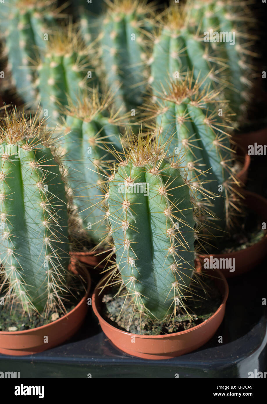 Little colorful cactus plant in a small pot Stock Photo - Alamy