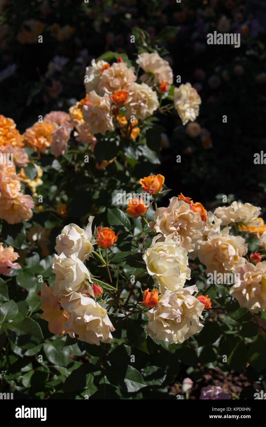 Blooming beautiful colorful roses in the garden background Stock Photo ...
