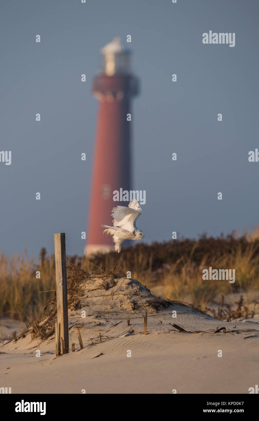 Snowy Owl on the Beach Stock Photo - Alamy