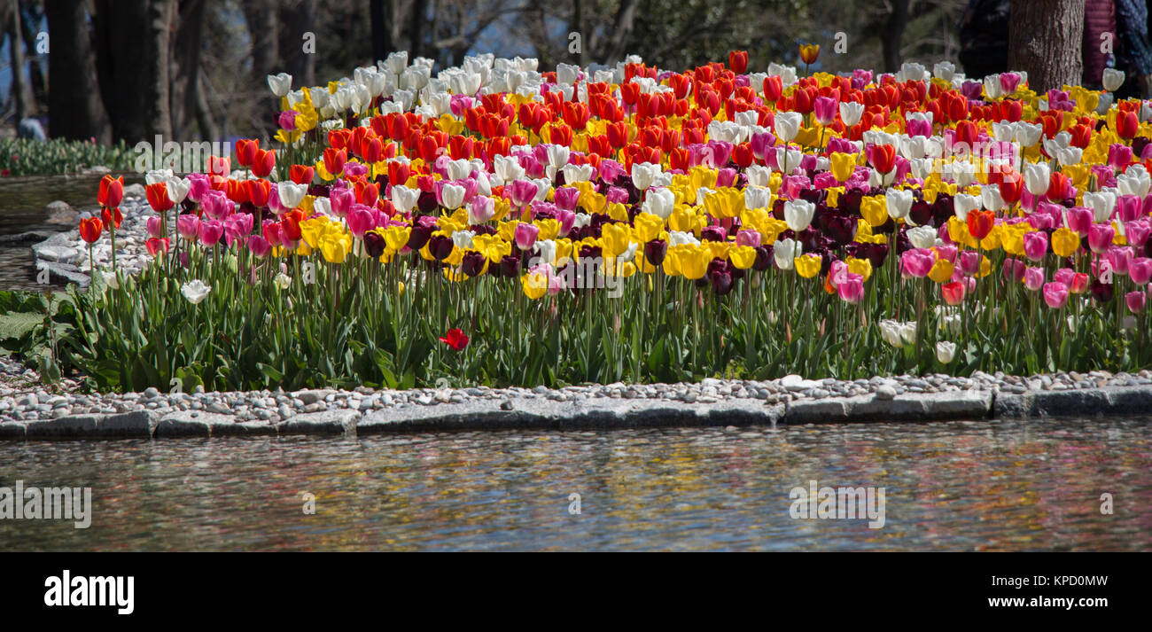 Various color tulip flowers bloom in spring the garden Stock Photo - Alamy