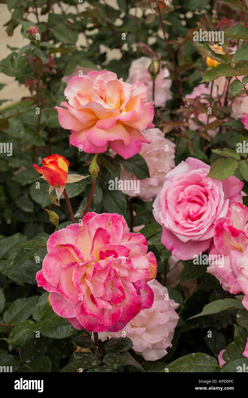 Blooming beautiful colorful roses in the garden background Stock Photo ...