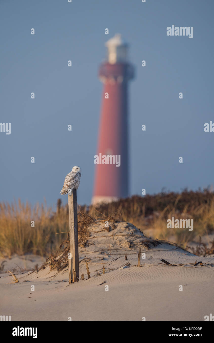 Snowy Owl on the Beach Stock Photo - Alamy