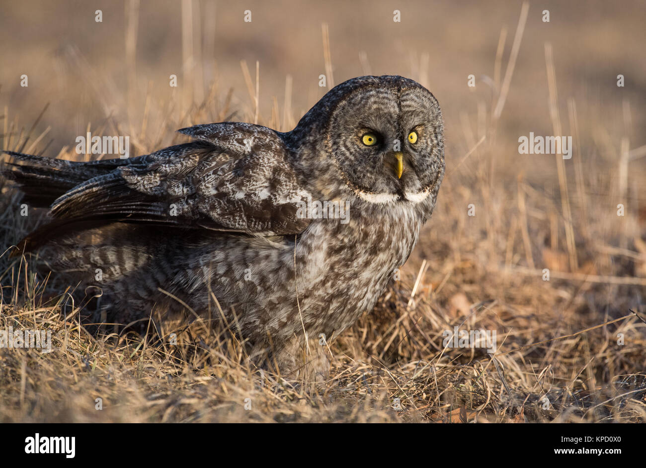 Great Gray Owl Stock Photo - Alamy