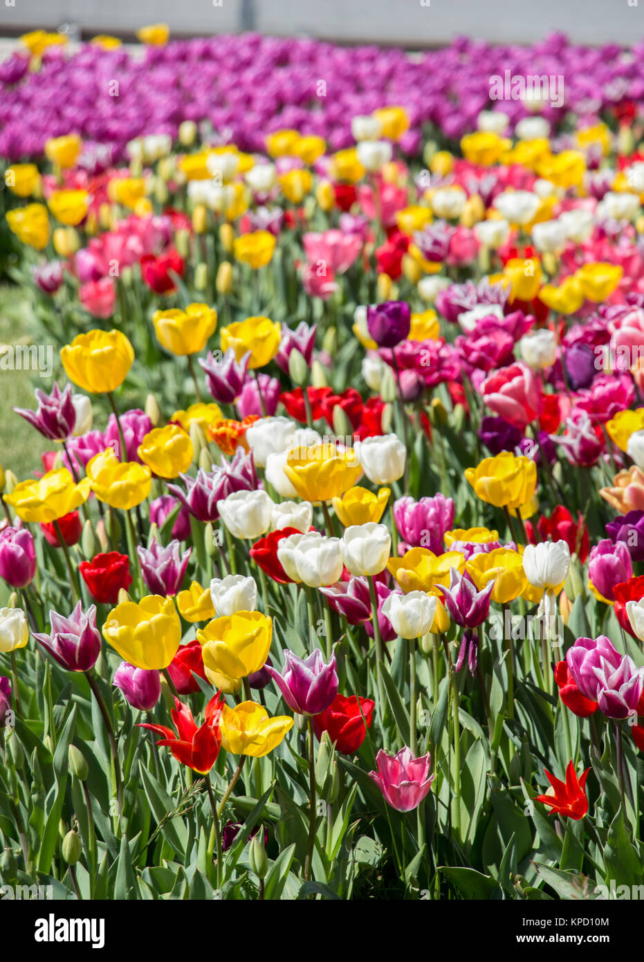 Various color tulip flowers bloom in spring the garden Stock Photo - Alamy