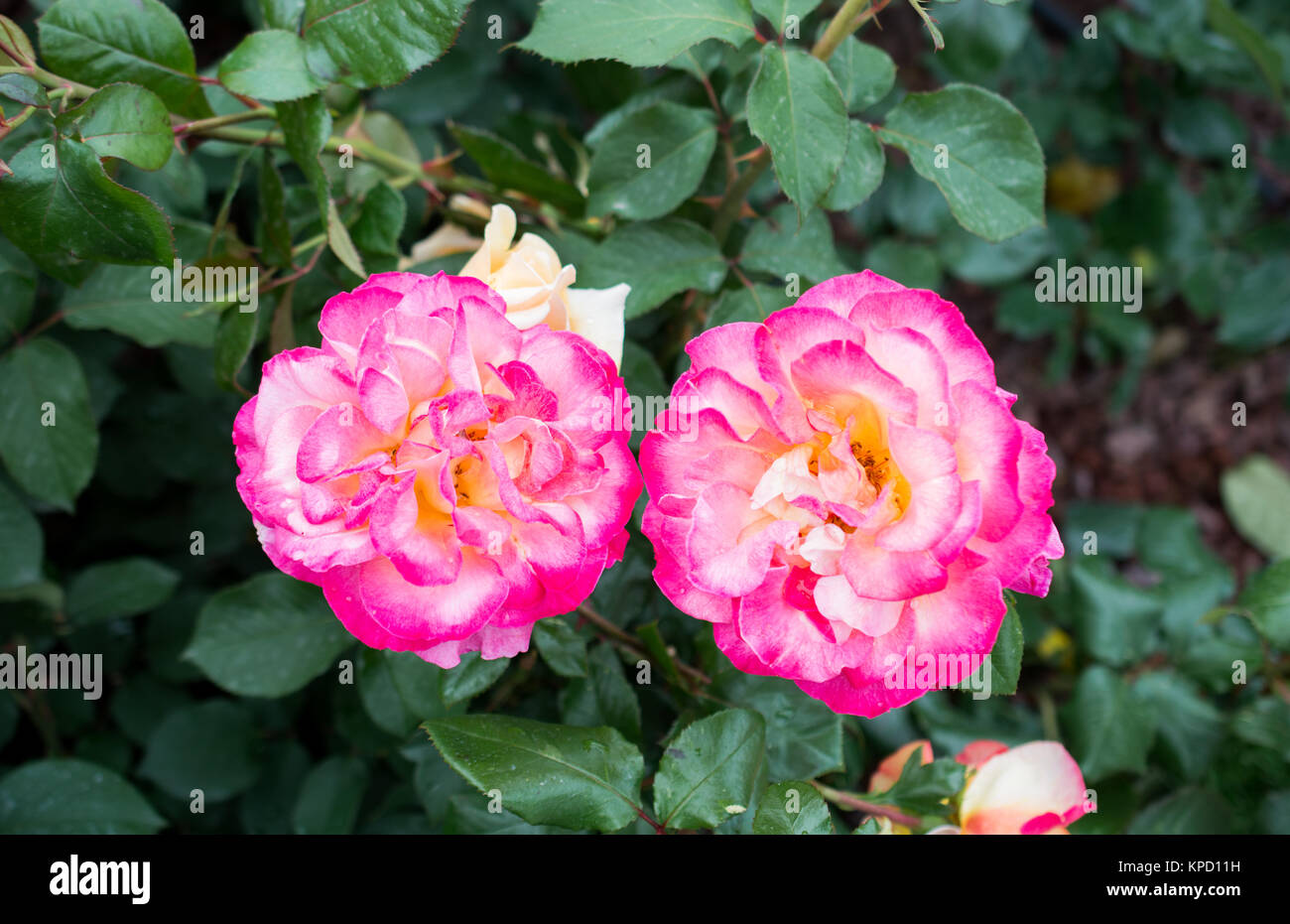 Blooming beautiful colorful roses in the garden background Stock Photo ...
