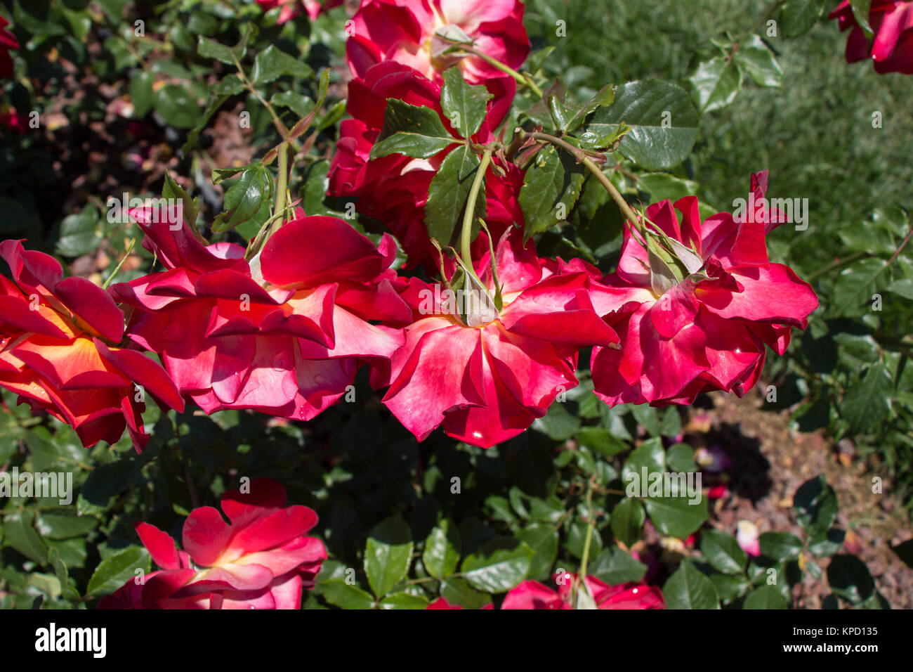 Blooming beautiful colorful roses in the garden background Stock Photo ...