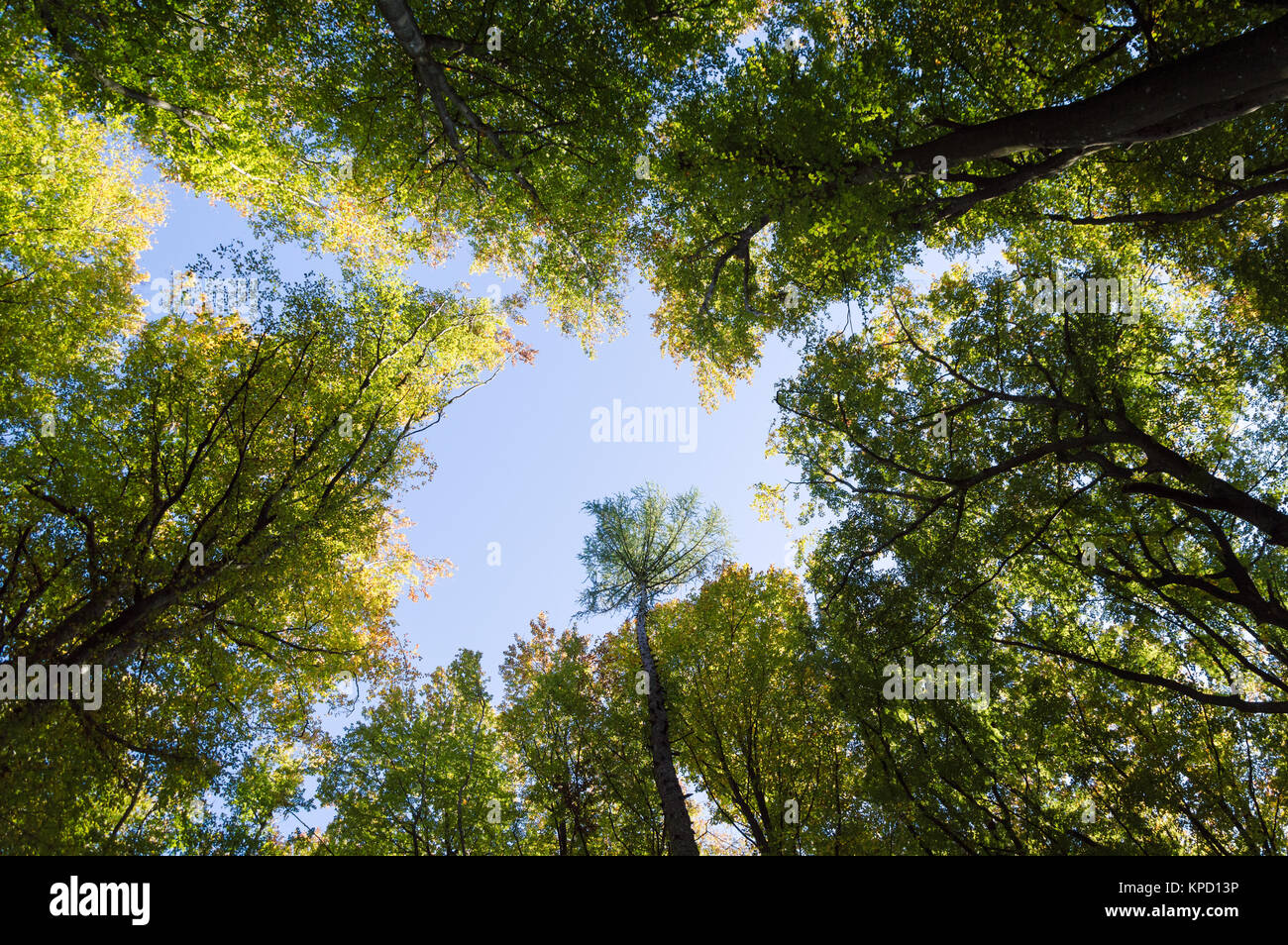 bottom up trees in late summer forest Stock Photo - Alamy