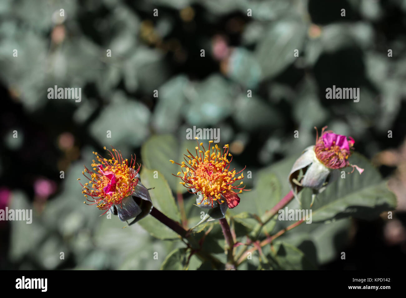 Rose flower without petals in the garden in spring Stock Photo - Alamy