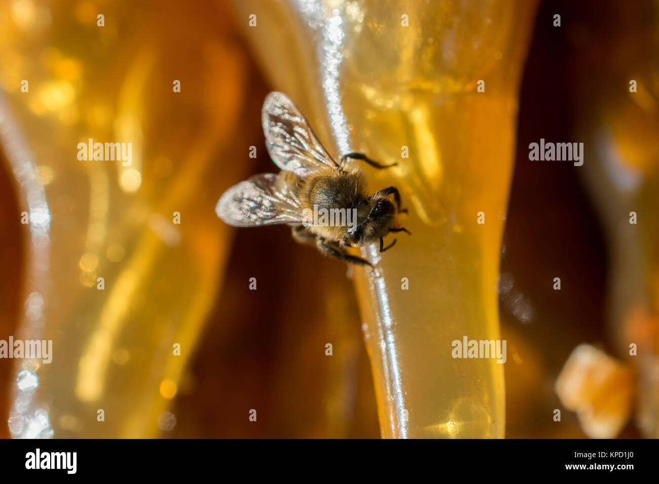Bee is feeding on dried fruit pulp Stock Photo - Alamy