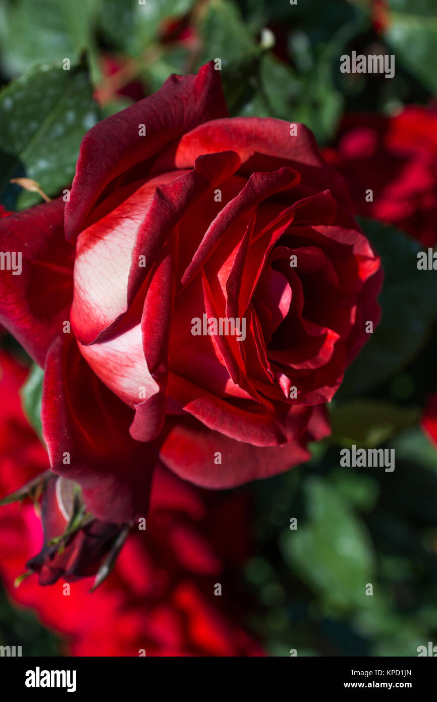 Beautiful fresh roses in close up view Stock Photo - Alamy