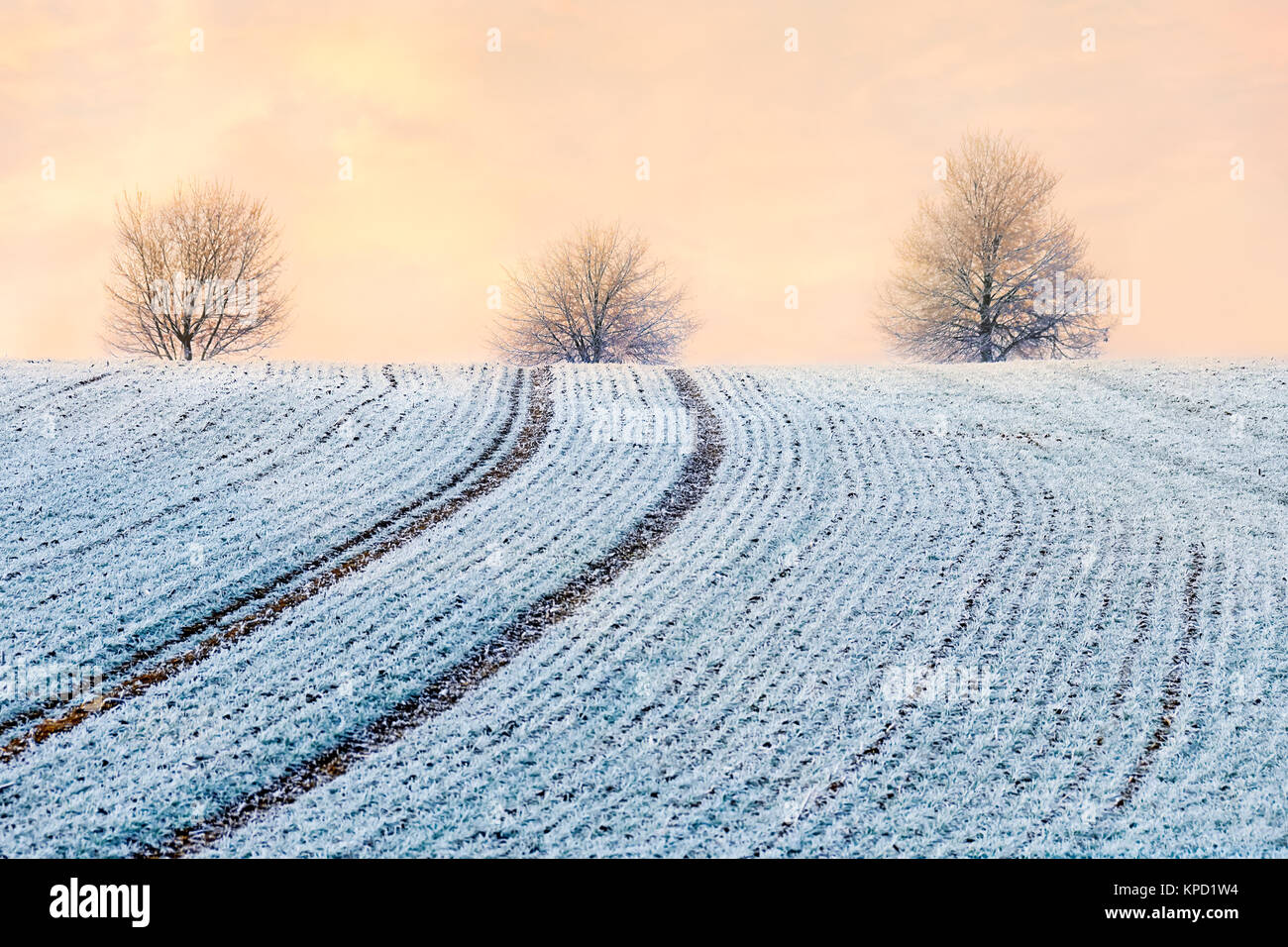 Cold trees hi-res stock photography and images - Alamy