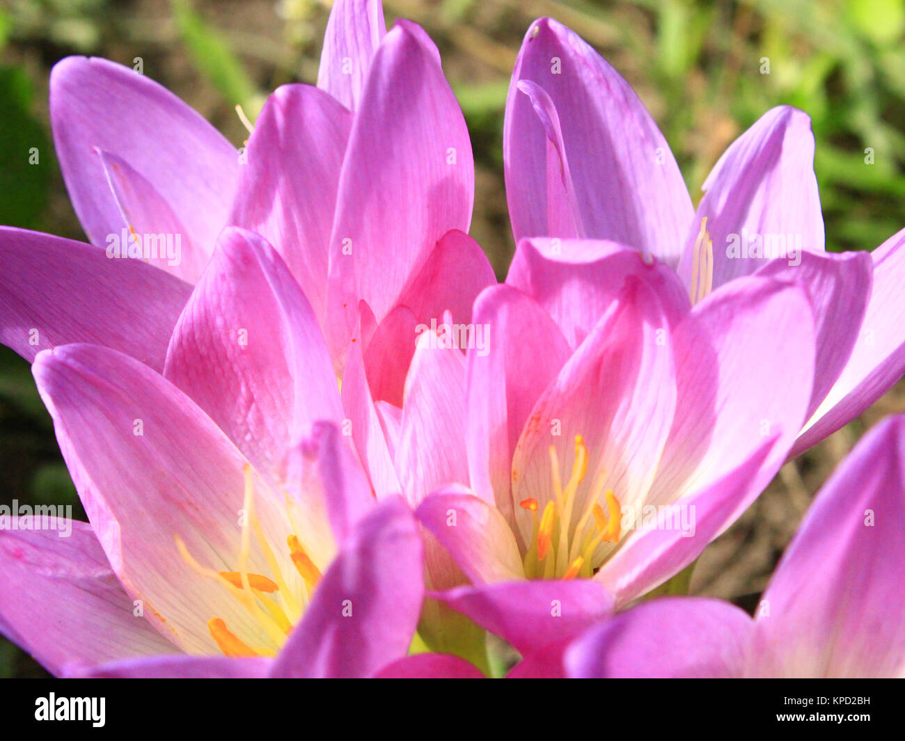 pink flowers of colchicum autumnale Stock Photo - Alamy
