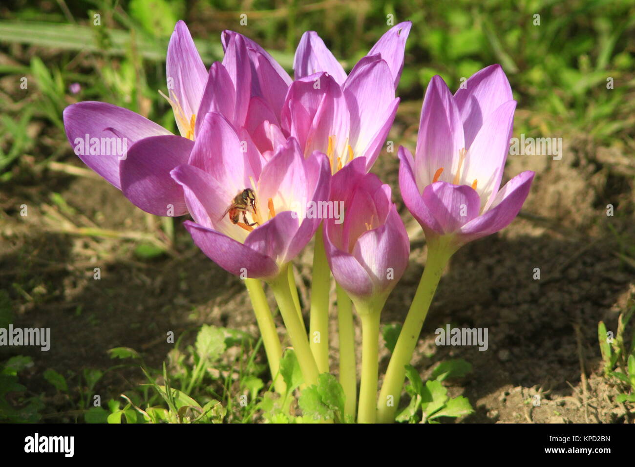 pink flowers of colchicum autumnale Stock Photo - Alamy