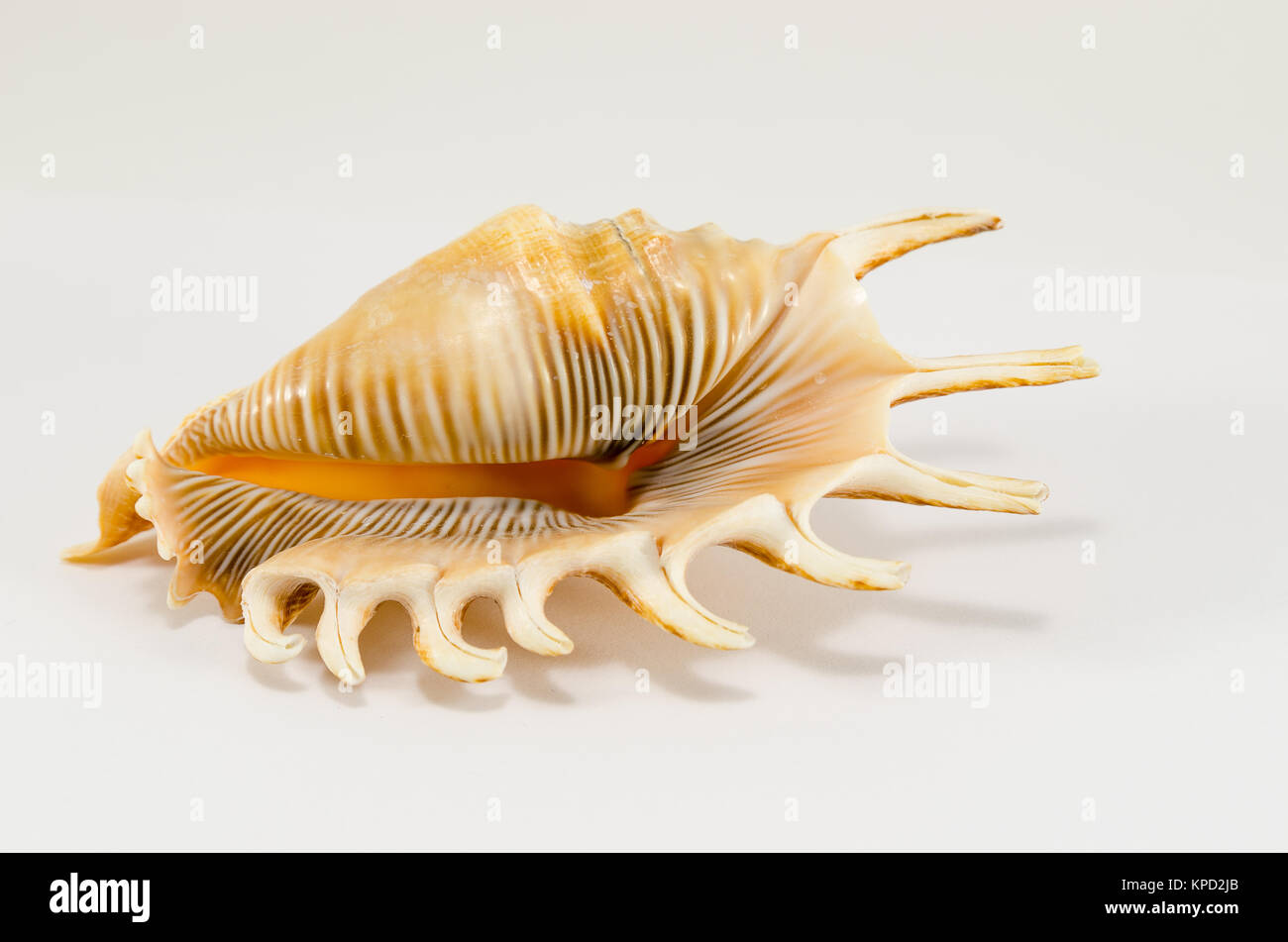 Sea shell souvenir Stock Photo - Alamy