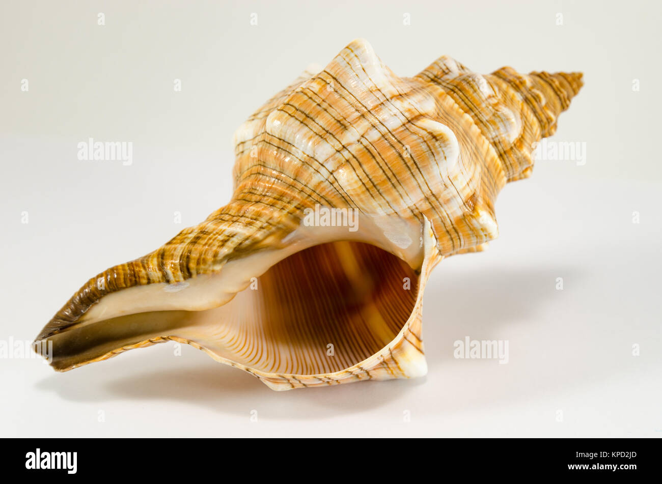 Sea shell souvenir Stock Photo - Alamy