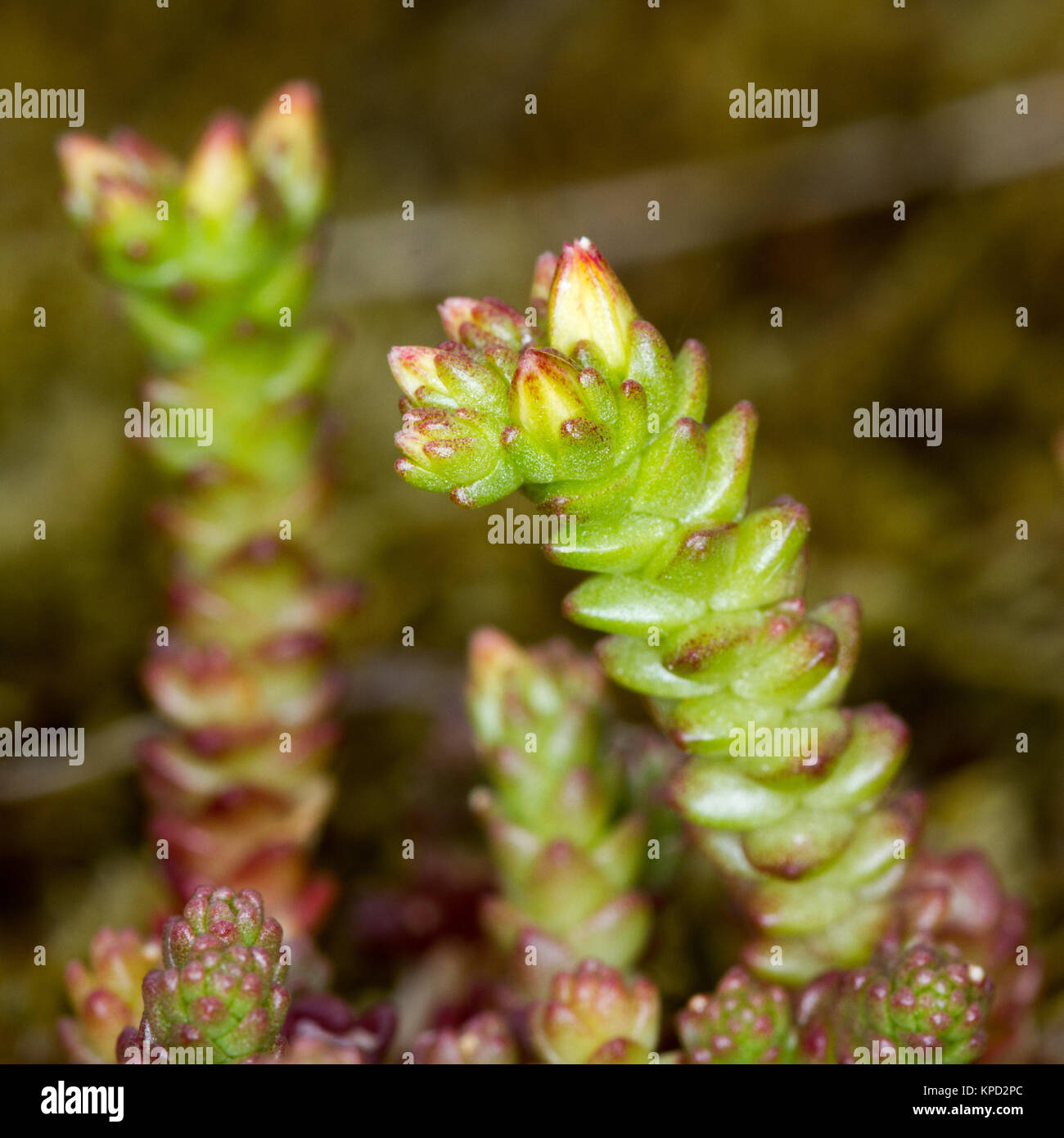 Steinbrechgewa chs hi-res stock photography and images - Alamy