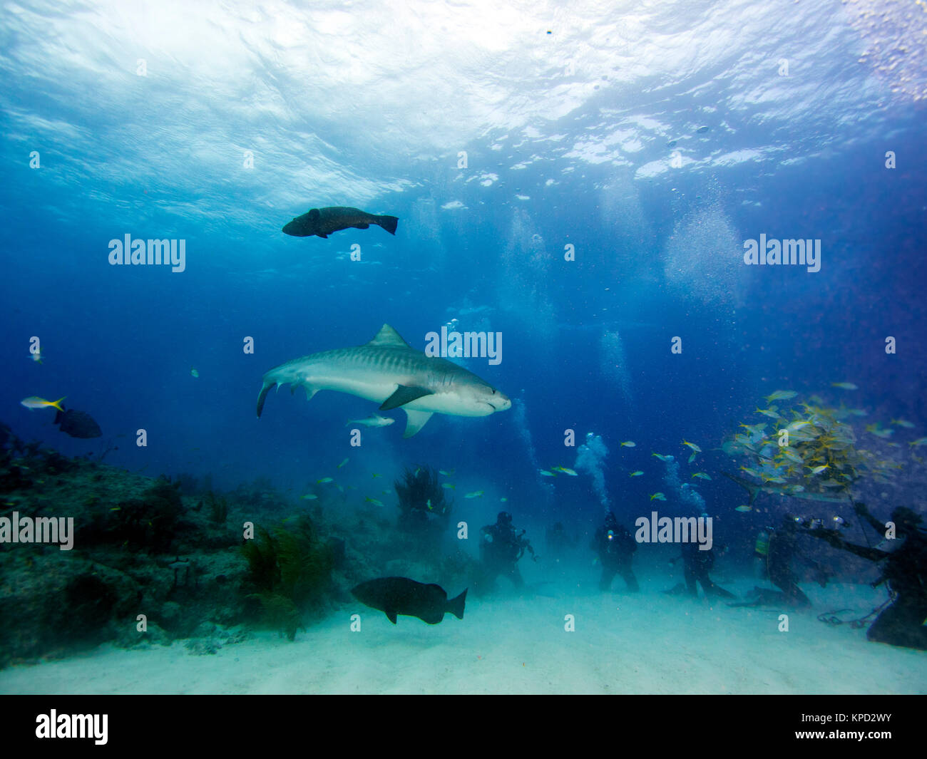 tiger shark diving group Stock Photo - Alamy
