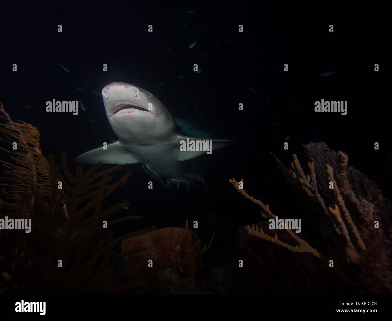 Shark at night hi-res stock photography and images - Alamy