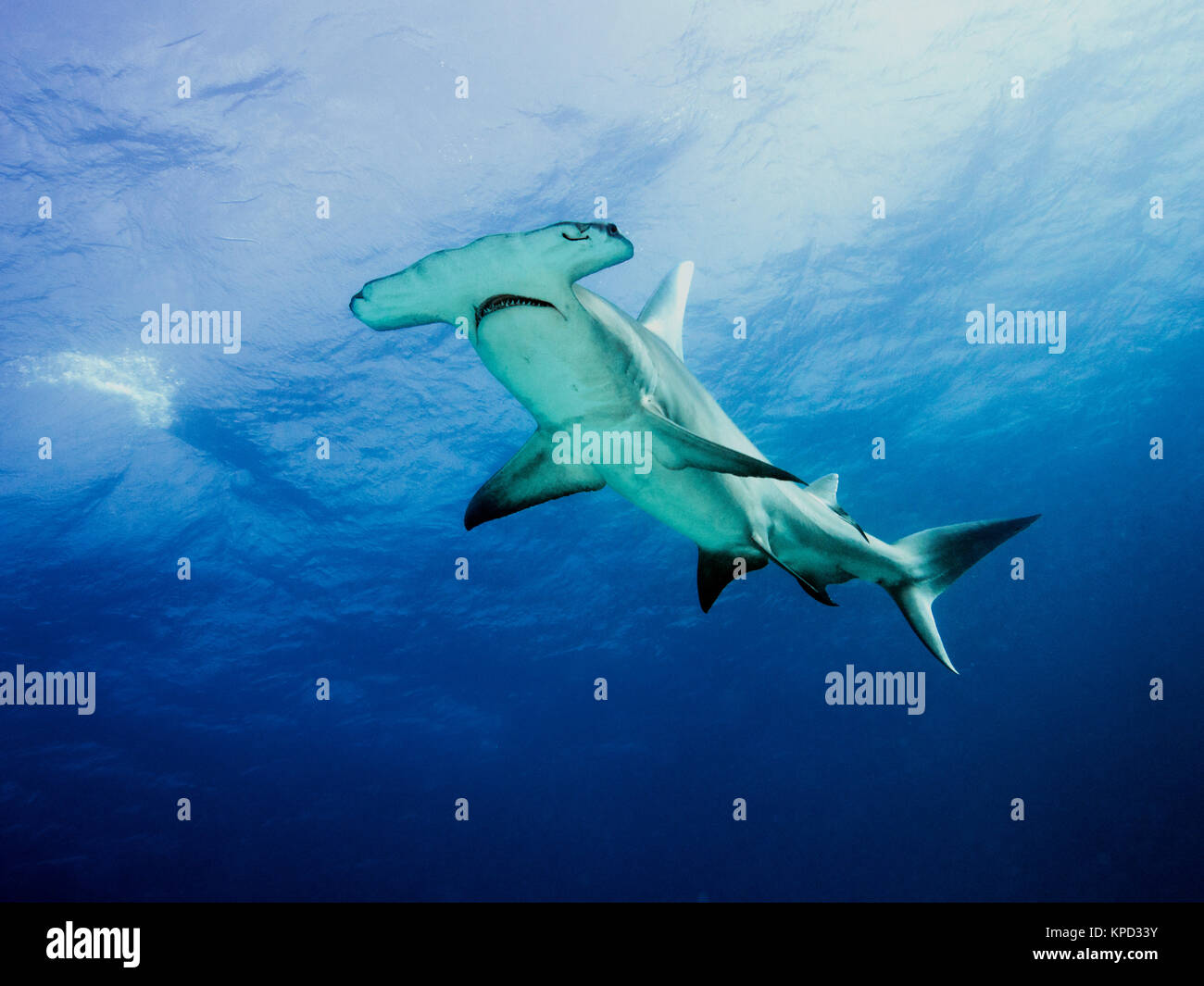 Underwater hammerhead hi-res stock photography and images - Alamy