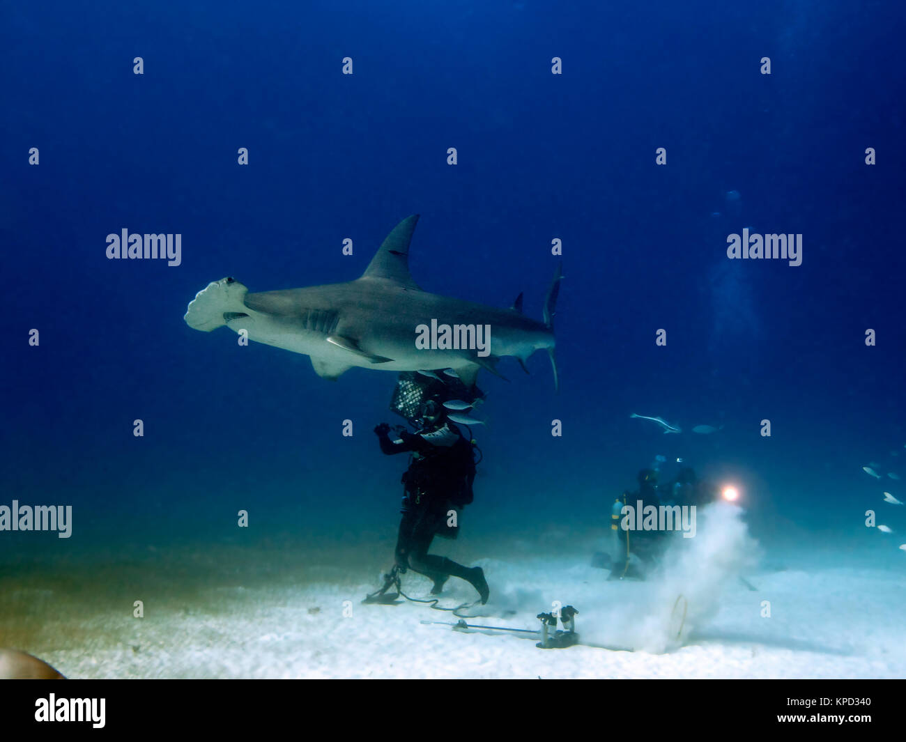 Underwater hammerhead hi-res stock photography and images - Alamy