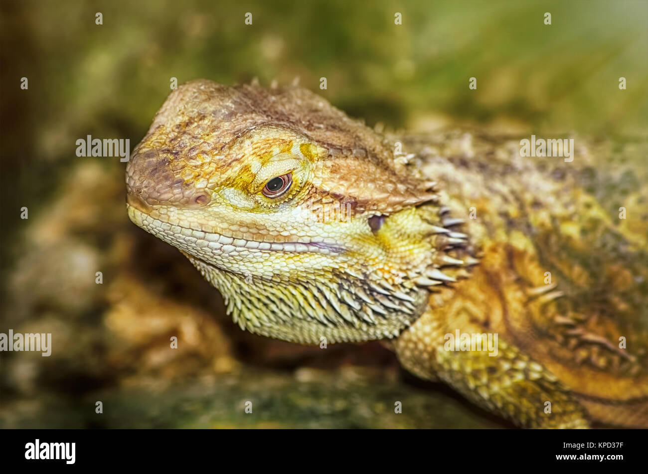 Central Bearded Dragon Stock Photo - Alamy