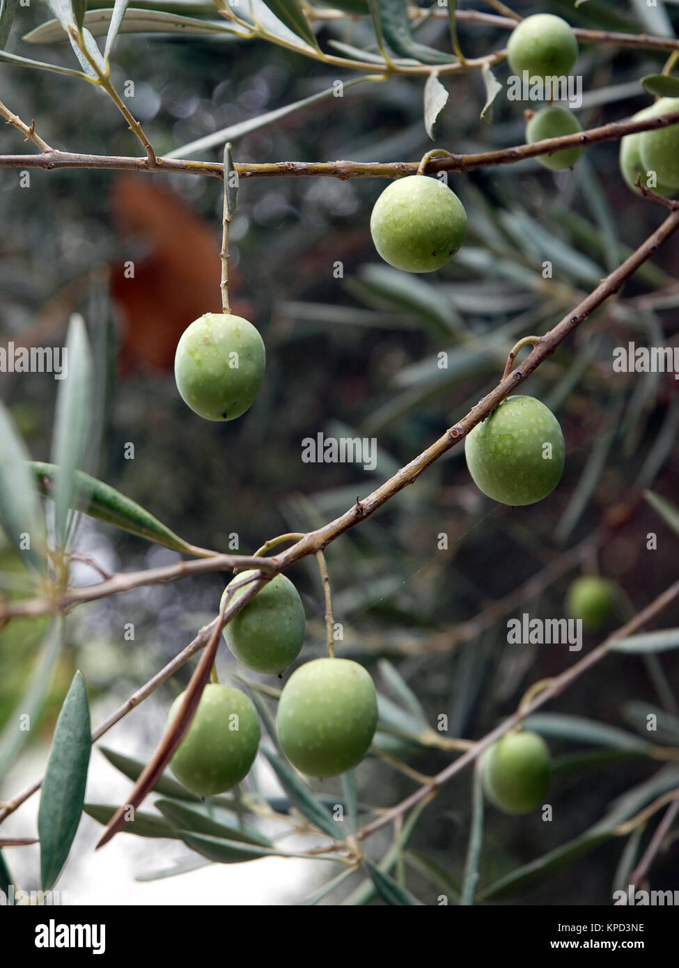 an olive branch with ripe olives - symbol of health and peace Stock ...