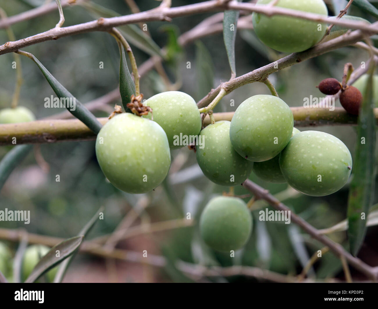 an olive branch with ripe olives - symbol of health and peace Stock ...