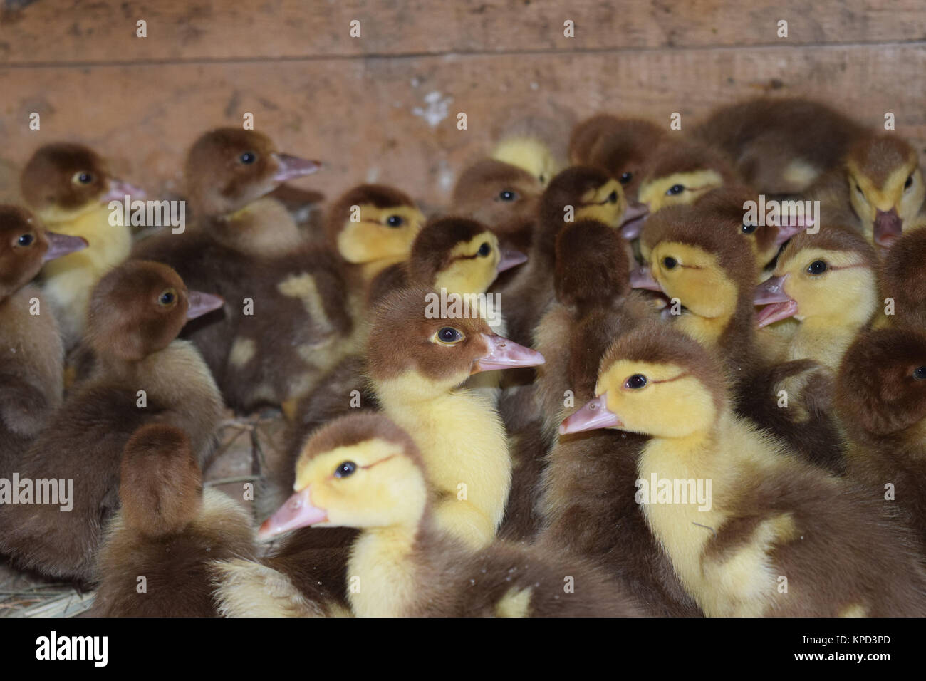 Ducklings of a musky duck Stock Photo - Alamy