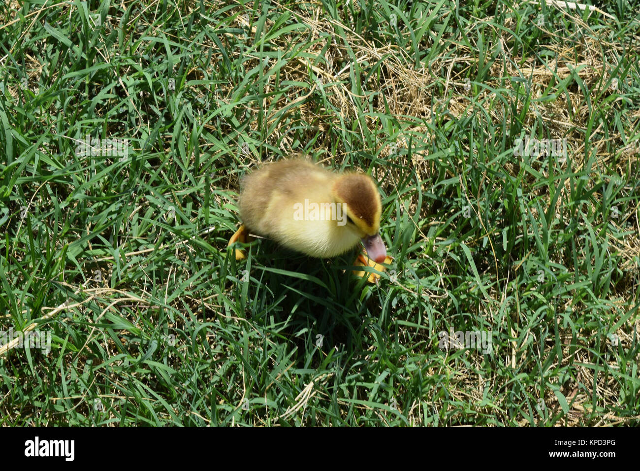 Ducklings of a musky duck Stock Photo - Alamy