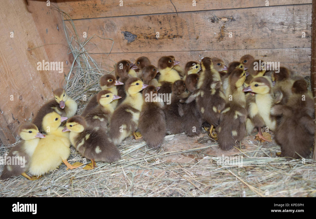 Ducklings of a musky duck Stock Photo - Alamy
