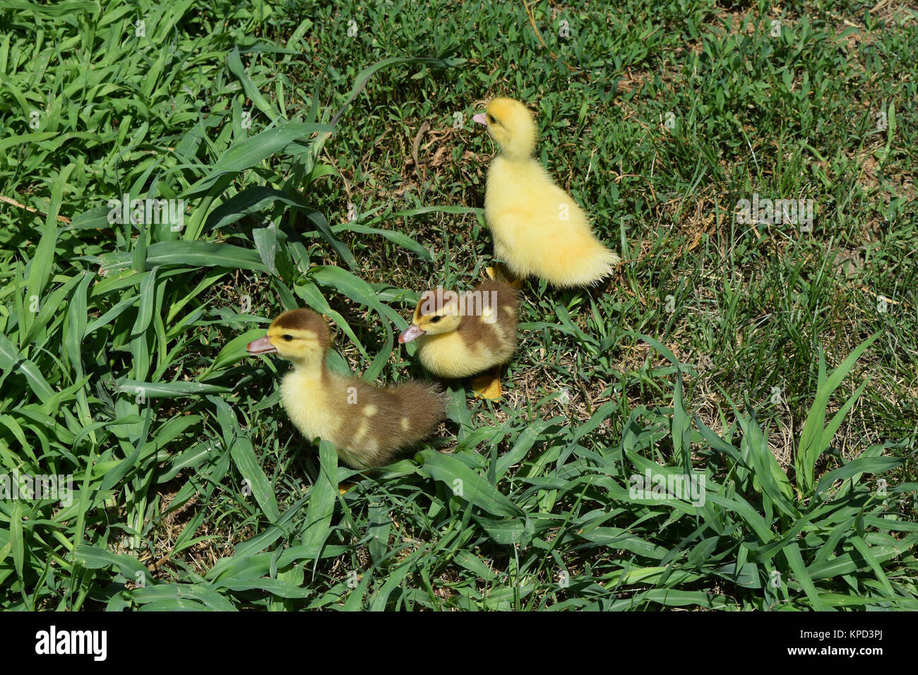 Ducklings of a musky duck Stock Photo - Alamy