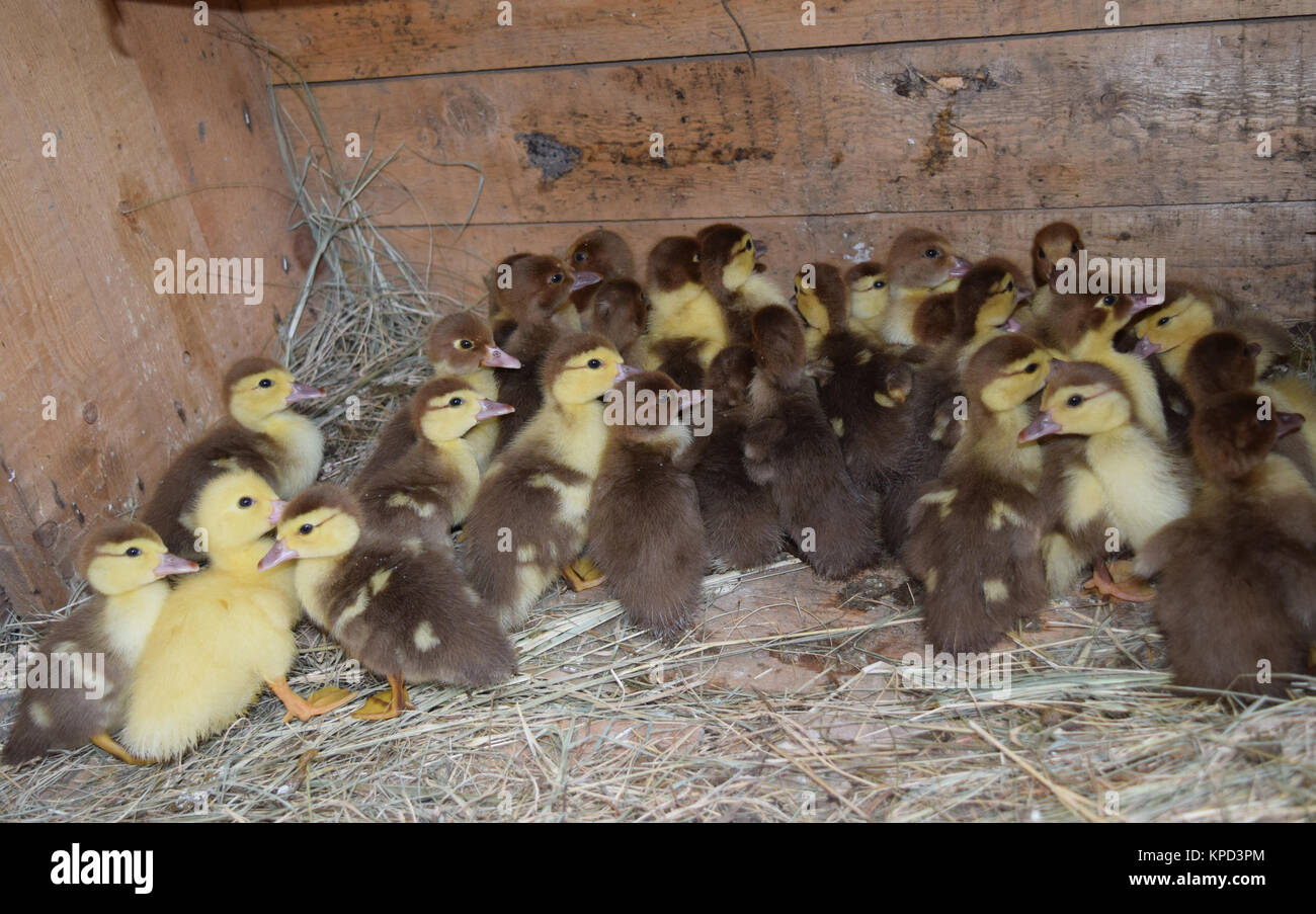 Ducklings of a musky duck Stock Photo - Alamy
