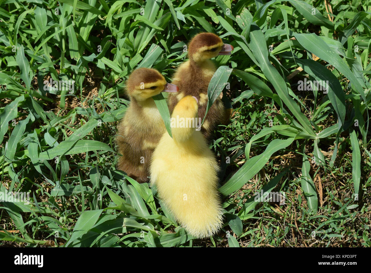 Ducklings of a musky duck Stock Photo - Alamy