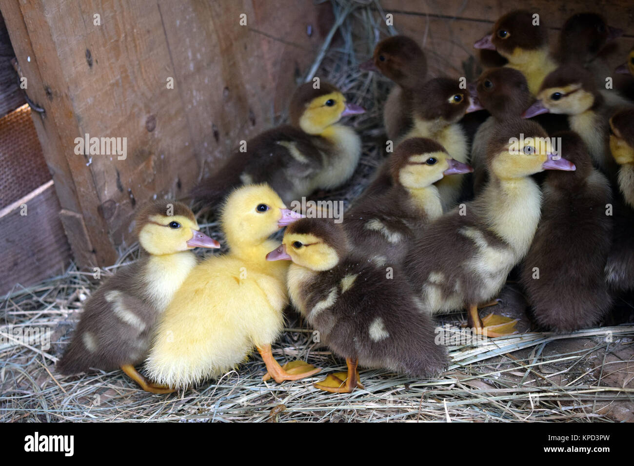 Ducklings of a musky duck Stock Photo - Alamy