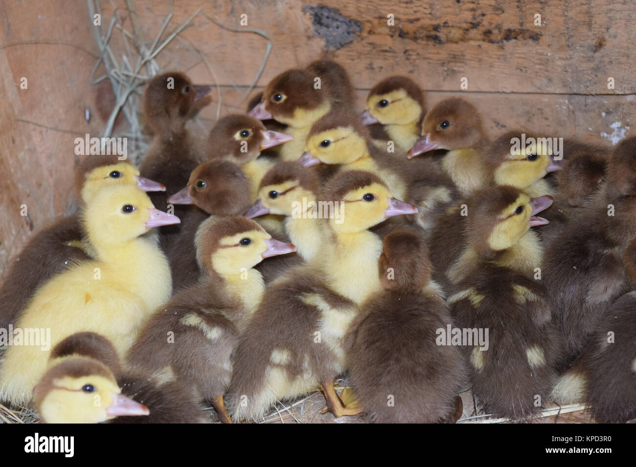 Ducklings of a musky duck Stock Photo - Alamy